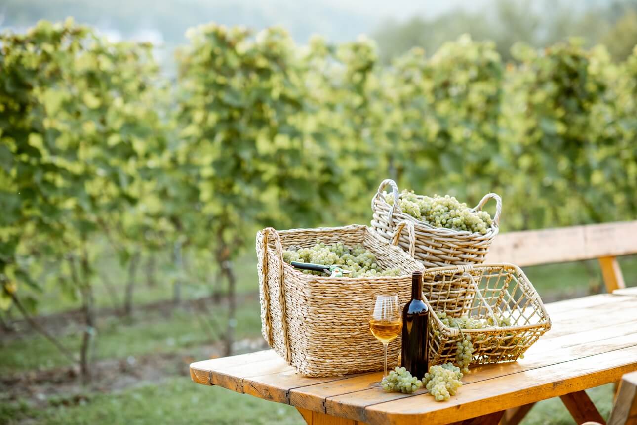 The Ultimate Fredericksburg Wine Tour: Conquering the 290 Wine Road ...